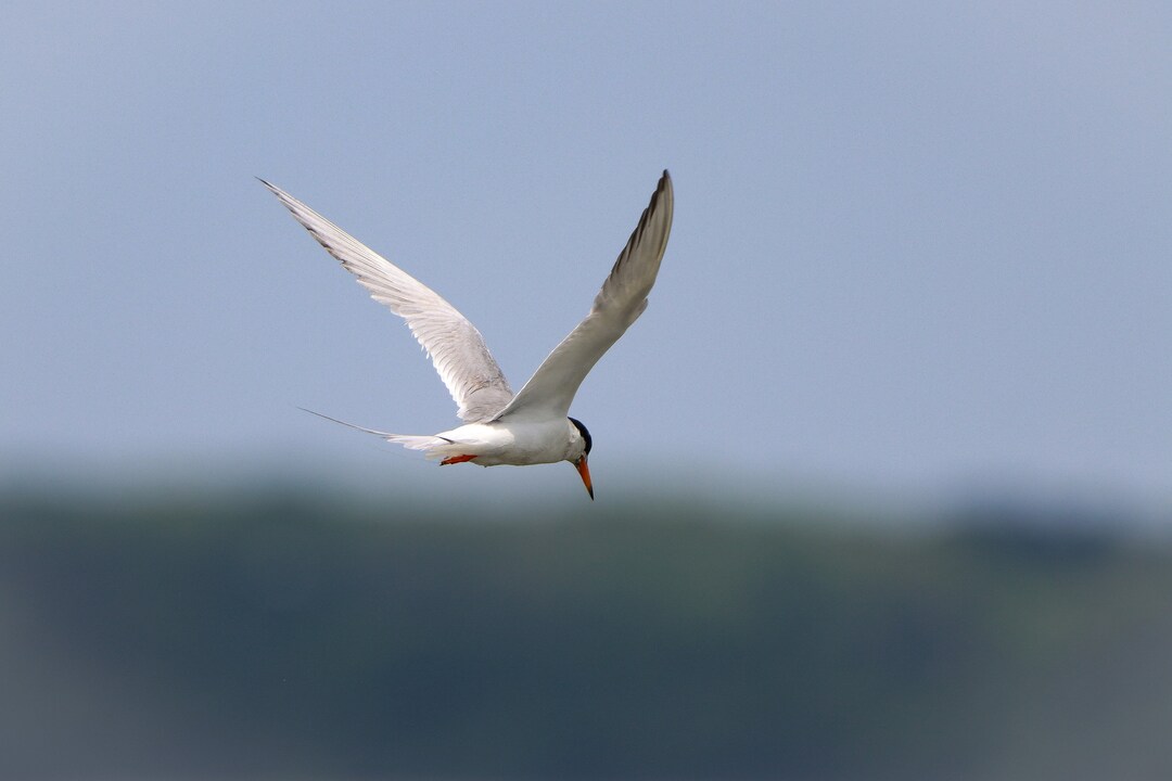 Black Skimmer Flying Over the Water. - Etsy