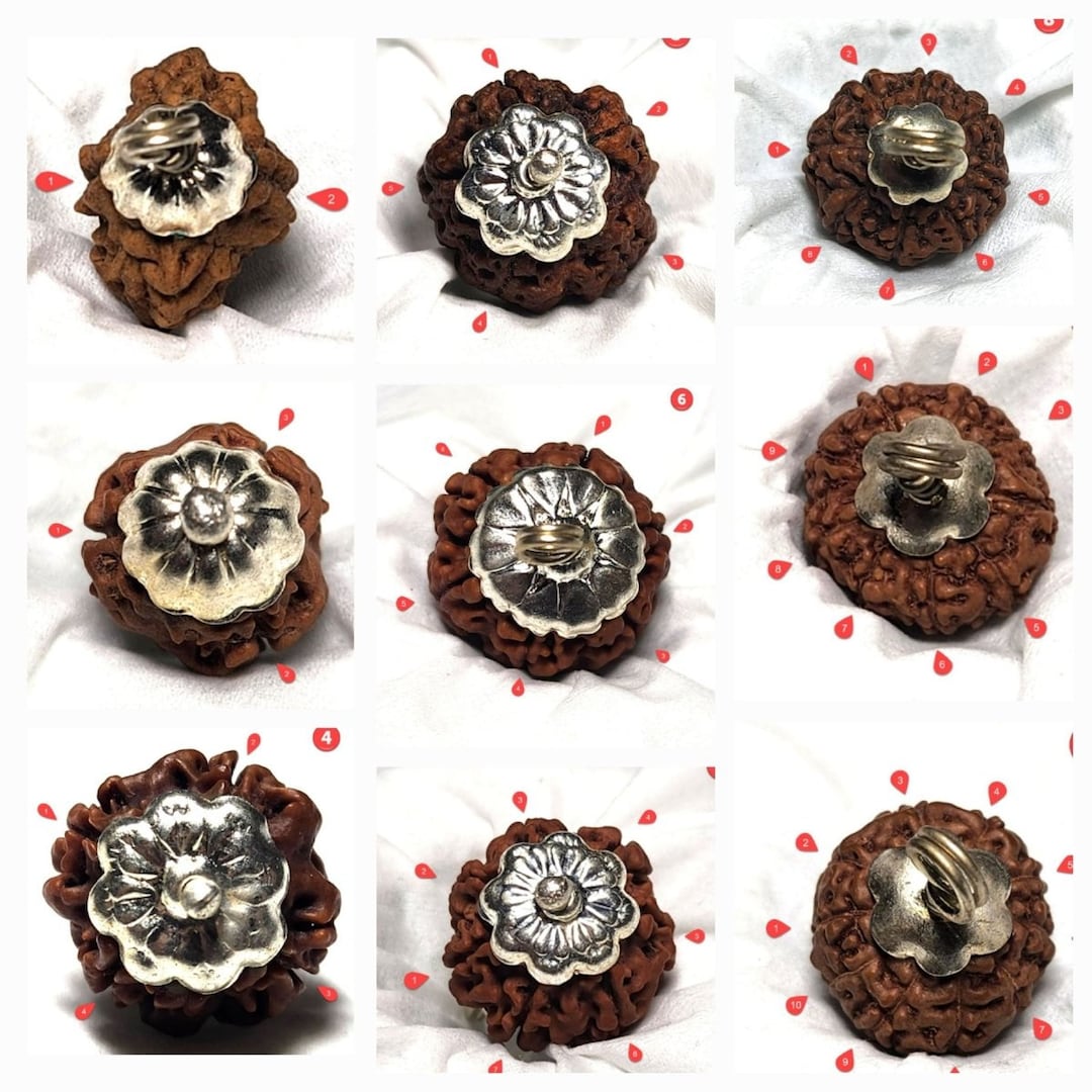 Rudraksha - Authentic Genuine Rudraksha Beads - Spiritual Growth and ...