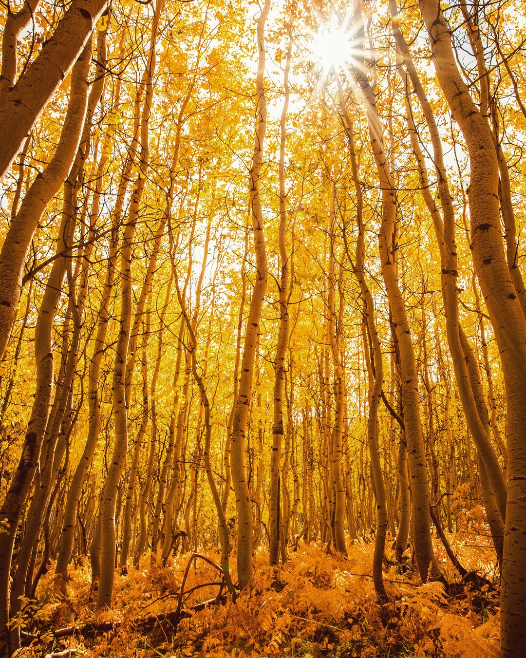 Crested Butte Photo | Dancing Aspen Trees - Etsy