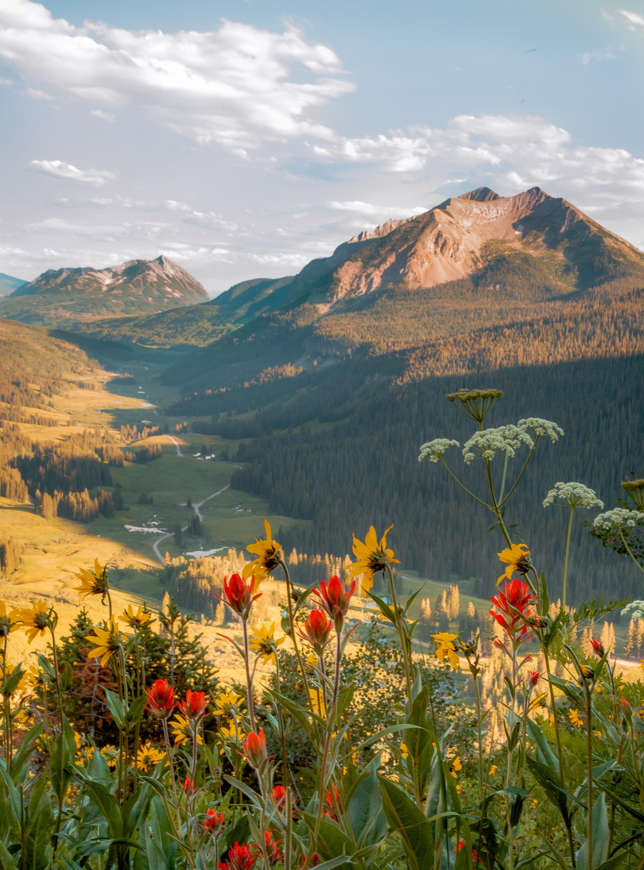 401 Wildflower Magic - Etsy