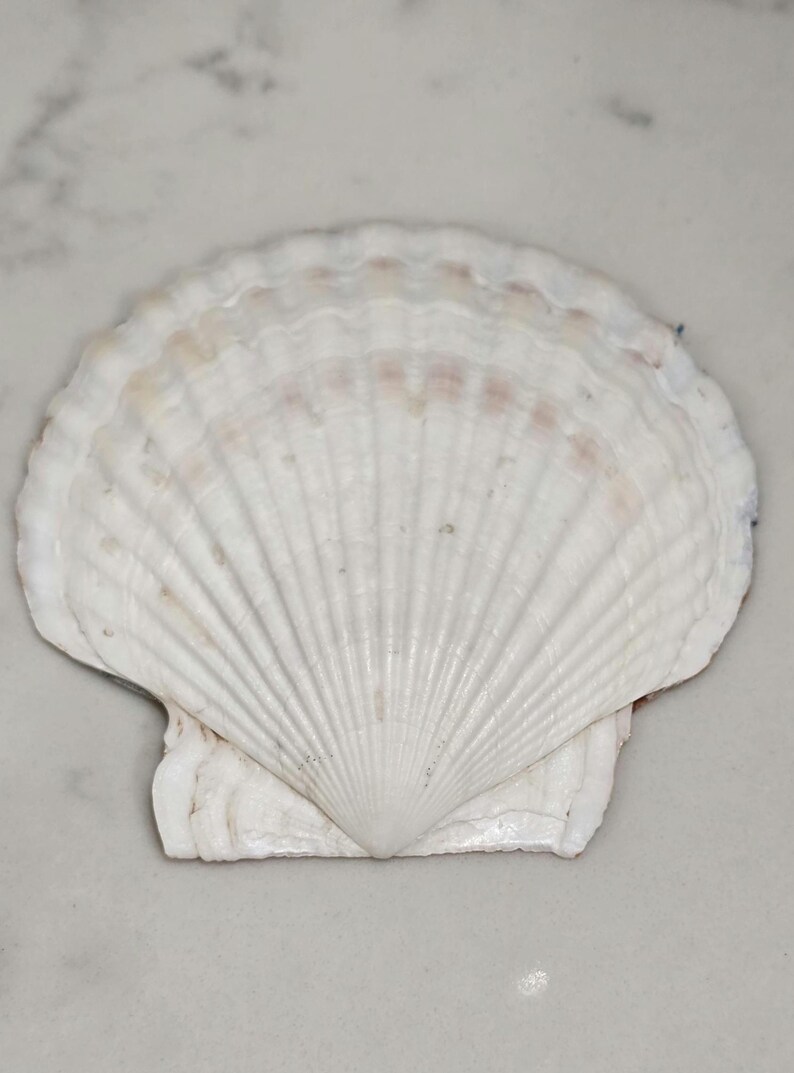Scallop Shell Ring Dish, Bridal Shower Favors, Small Trinket Dish ...
