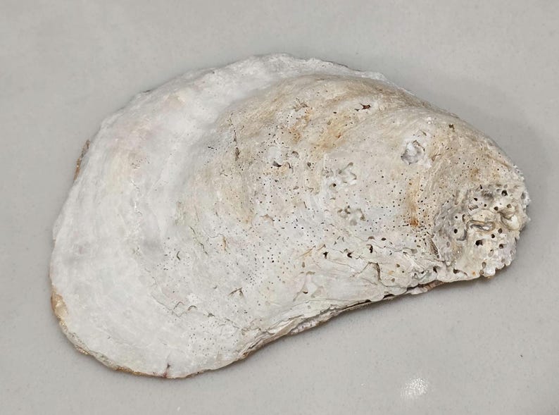 Oyster Shell Ring Dish, Bridal Shower Favors, Small Trinket Dish ...