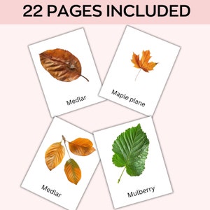 22 Leaves Flash Cards, Montessori Cards Printable, Nomenclature Cards ...