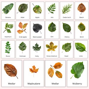 22 Leaves Flash Cards, Montessori Cards Printable, Nomenclature Cards ...