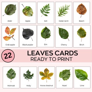 22 Leaves Flash Cards, Montessori Cards Printable, Nomenclature Cards ...