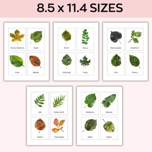 22 Leaves Flash Cards, Montessori Cards Printable, Nomenclature Cards ...