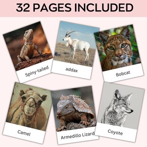 32 Desert Animal Flash Cards, Montessori Cards Printable, Nomenclature ...