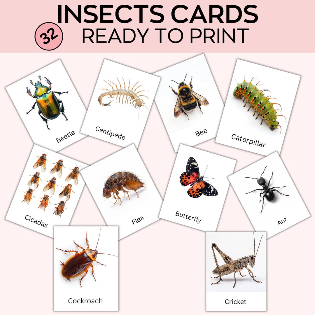 32 Insects Flash Cards, Montessori Cards Printable, Nomenclature Cards ...