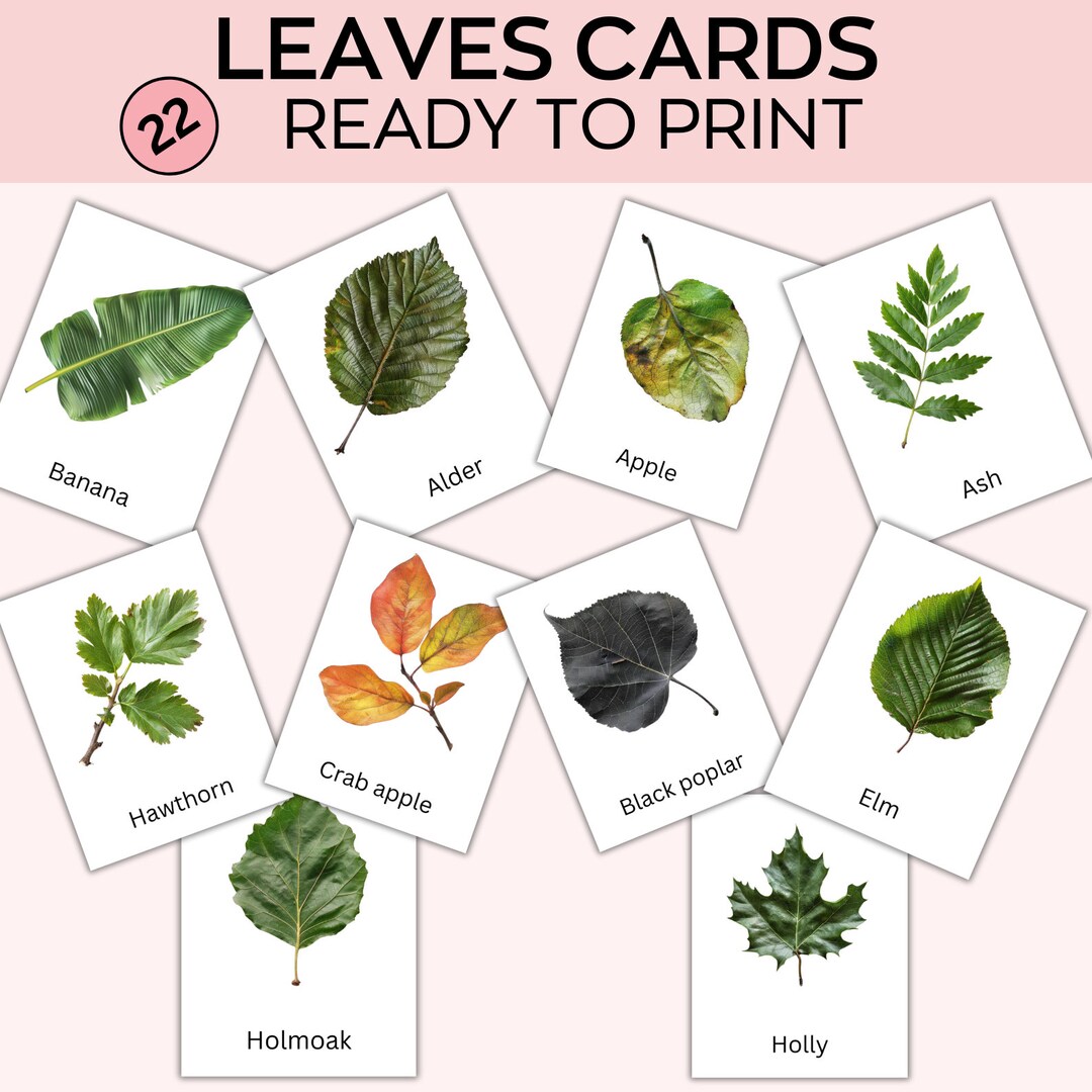 22 Leaves Flash Cards, Montessori Cards Printable, Nomenclature Cards ...