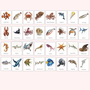 32 Ocean ANIMALS Flash Cards, Montessori Cards Printable, Nomenclature ...