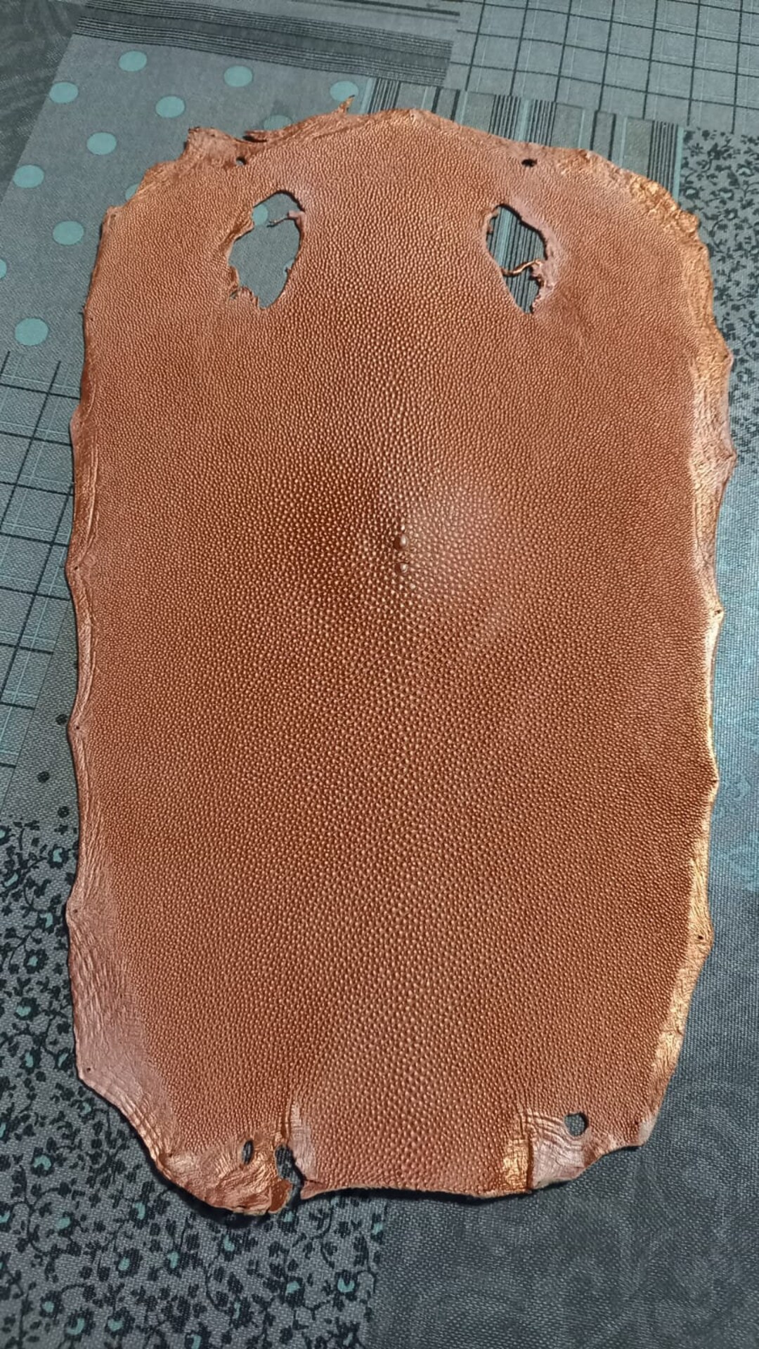 1 Whole Pearly Pink Ray Skin Ref 3 - Etsy