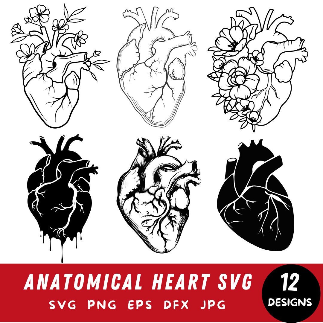 Anatomical Heart Svg Bundle,flower Heart Svg, Human Heart Svg, Anatomy ...