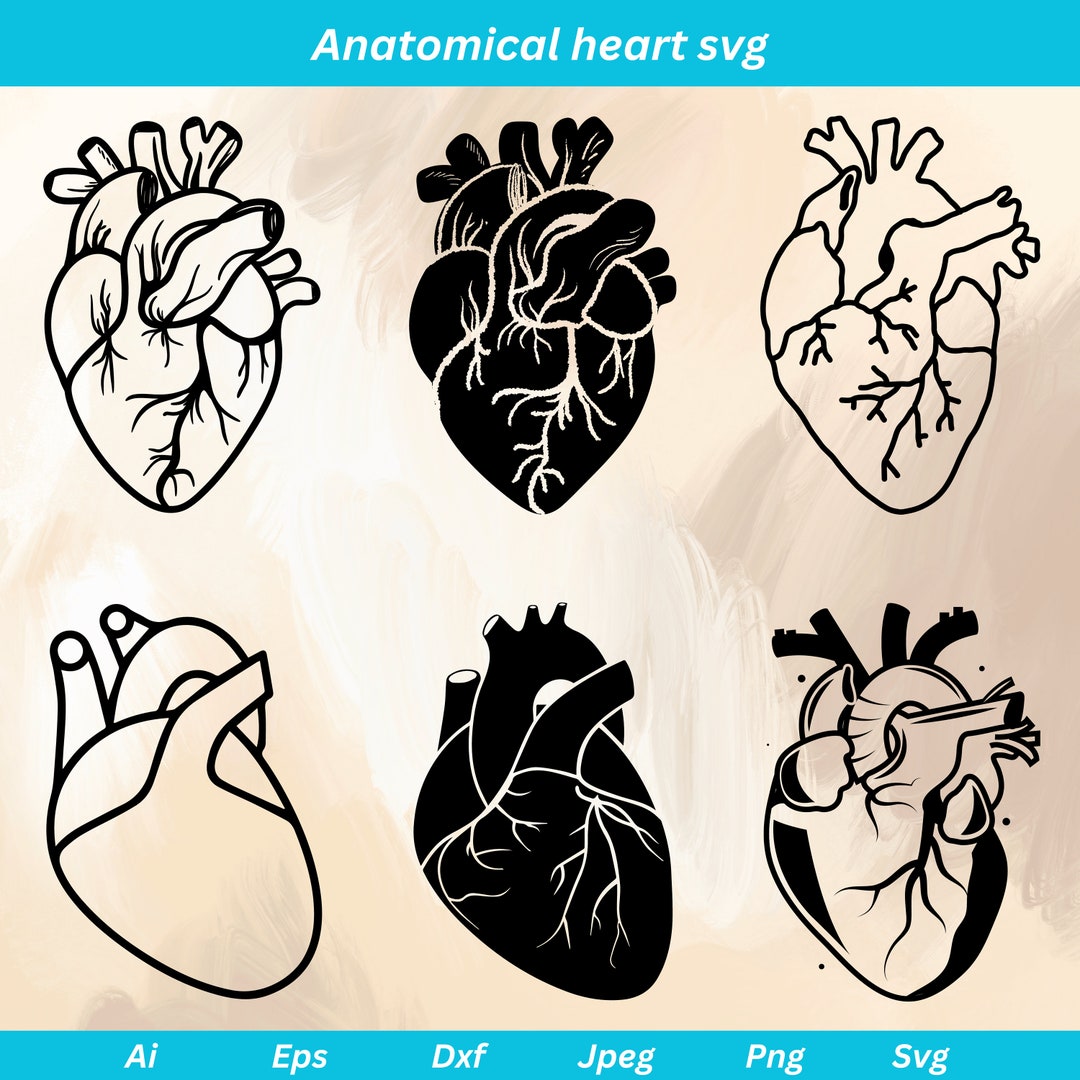 Anatomical Heart Svg, Anatomical Heart Shirt, Heart Silhouette, Doctor ...