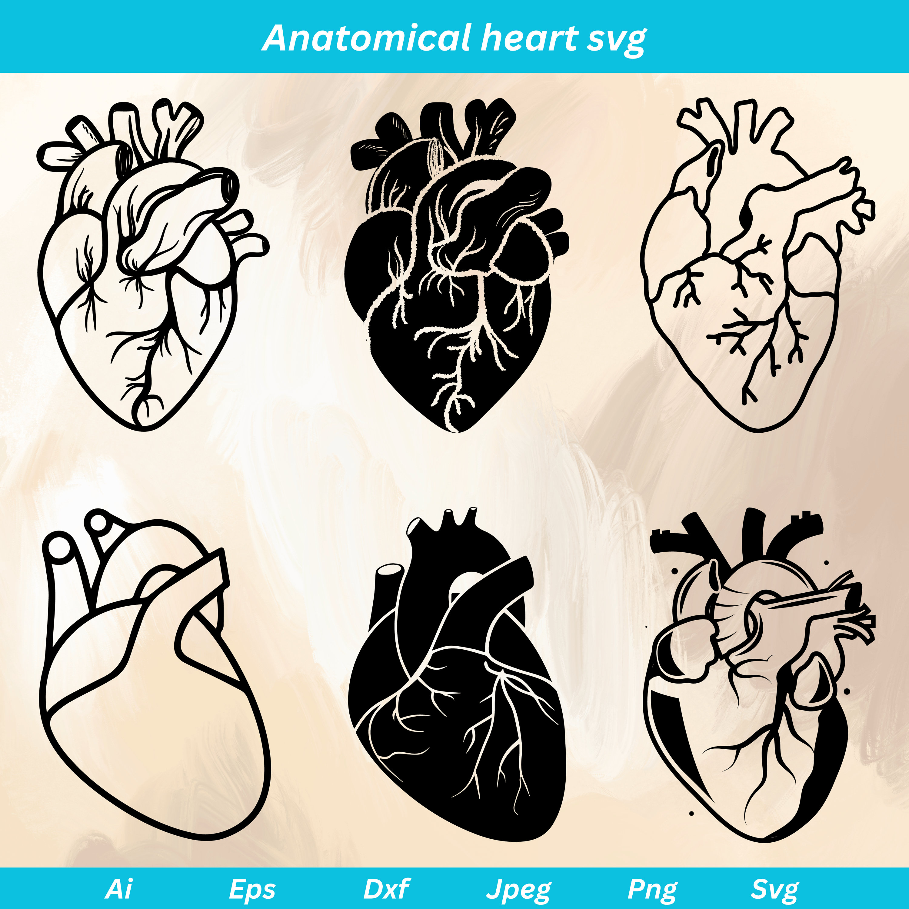 Anatomical Heart Svg, Anatomical Heart Shirt, Heart Silhouette, Doctor ...
