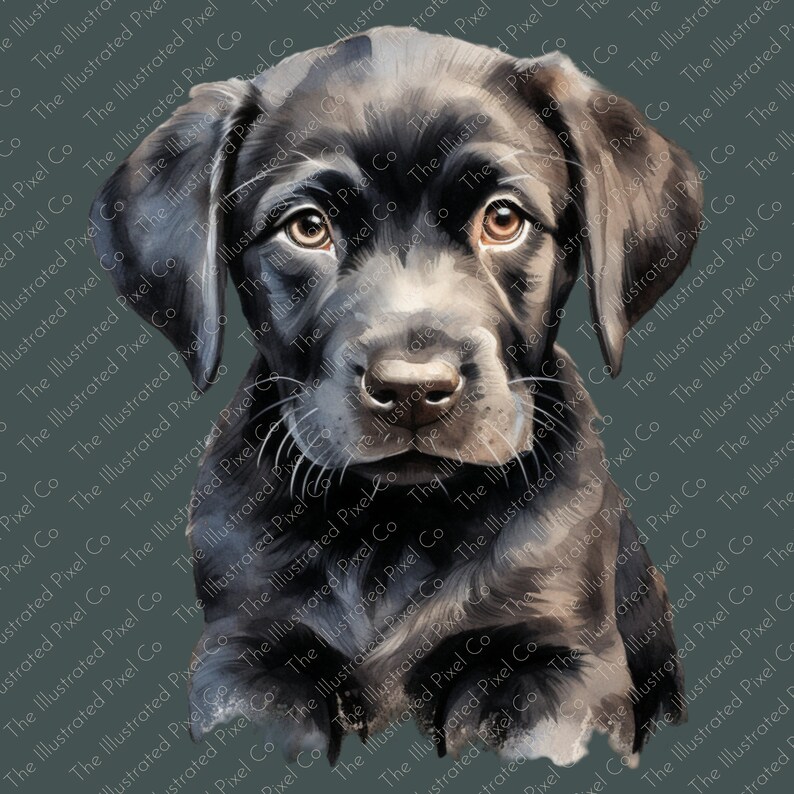 Watercolor Black Labrador Puppies PNG Clipart DIGITAL DOWNLOAD - Etsy