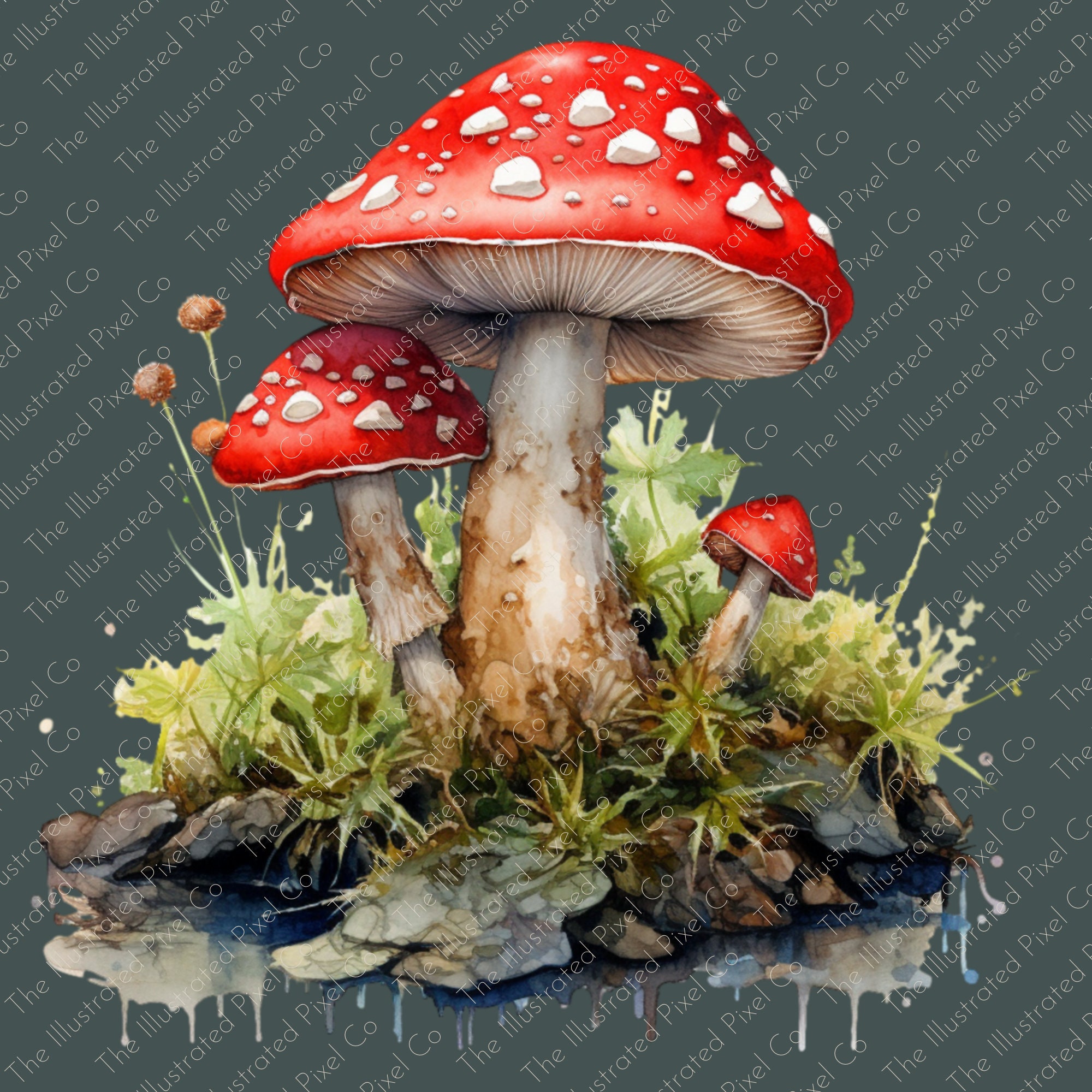 Watercolor Toadstools PNG Clipart DIGITAL DOWNLOAD - Etsy