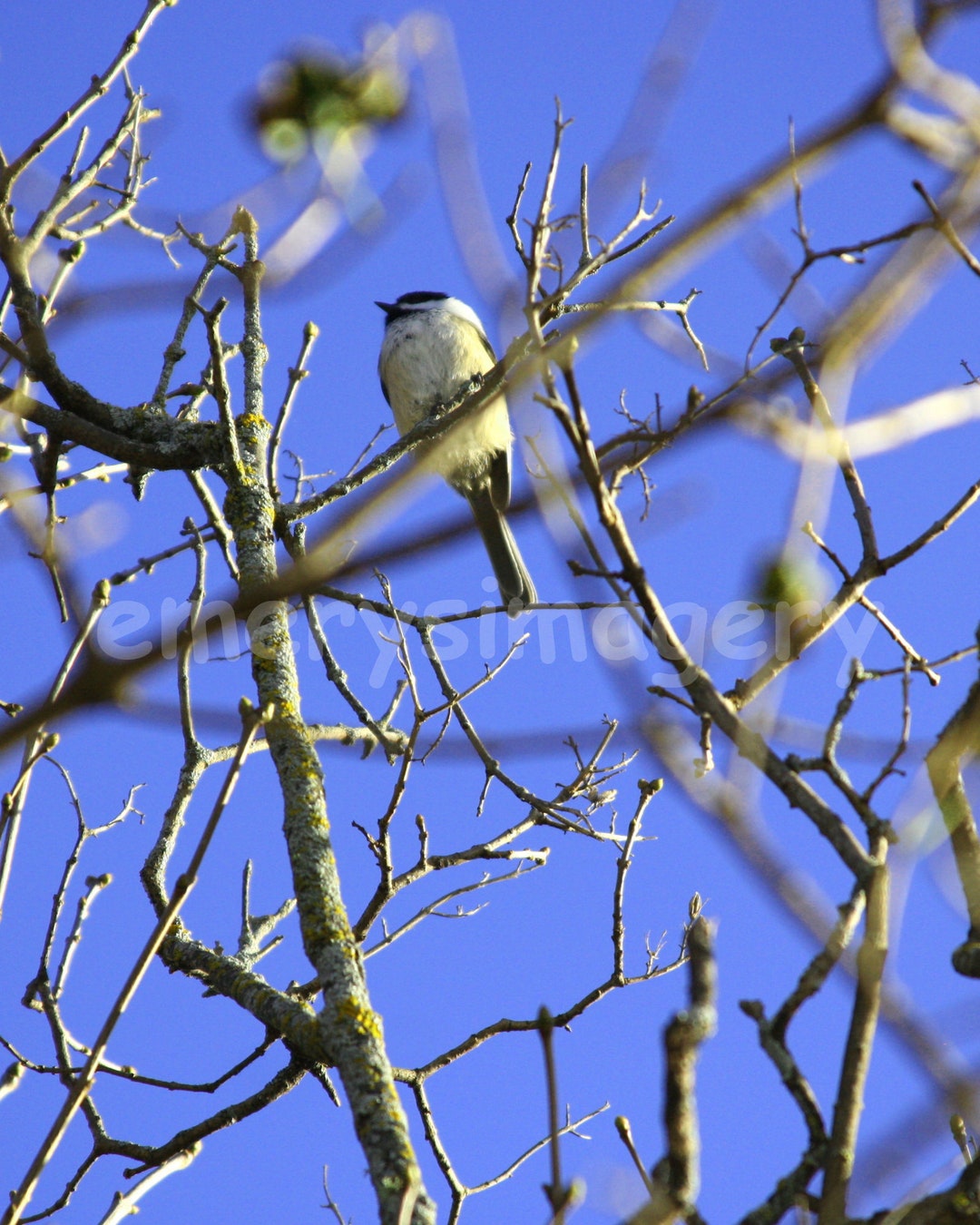 Little Black Capped Chickadee Photo, Chickadee Bird Print, Black Capped ...