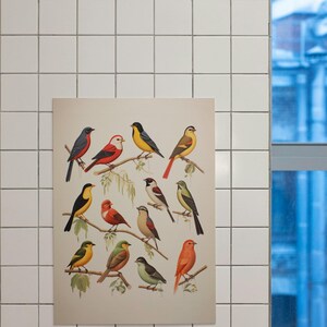 Bird Illustration Poster - Digital Download - Etsy