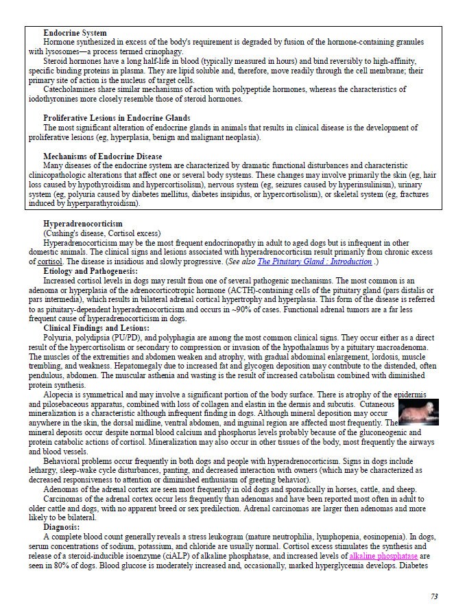 Comprehensive Vet School Notes Bundle Complete Study Companion for Vet ...