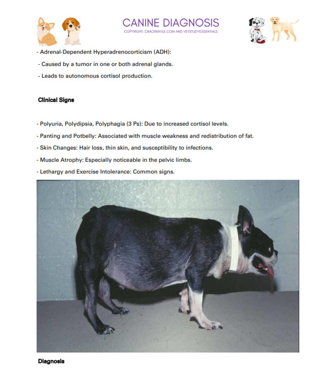 Canine Diagnosis for NAVLE Canine Diagnosis ICVA With 3 NAVLE Styled ...