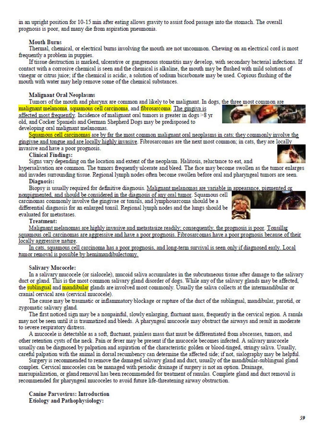 Comprehensive Vet School Notes Bundle Complete Study Companion for Vet ...