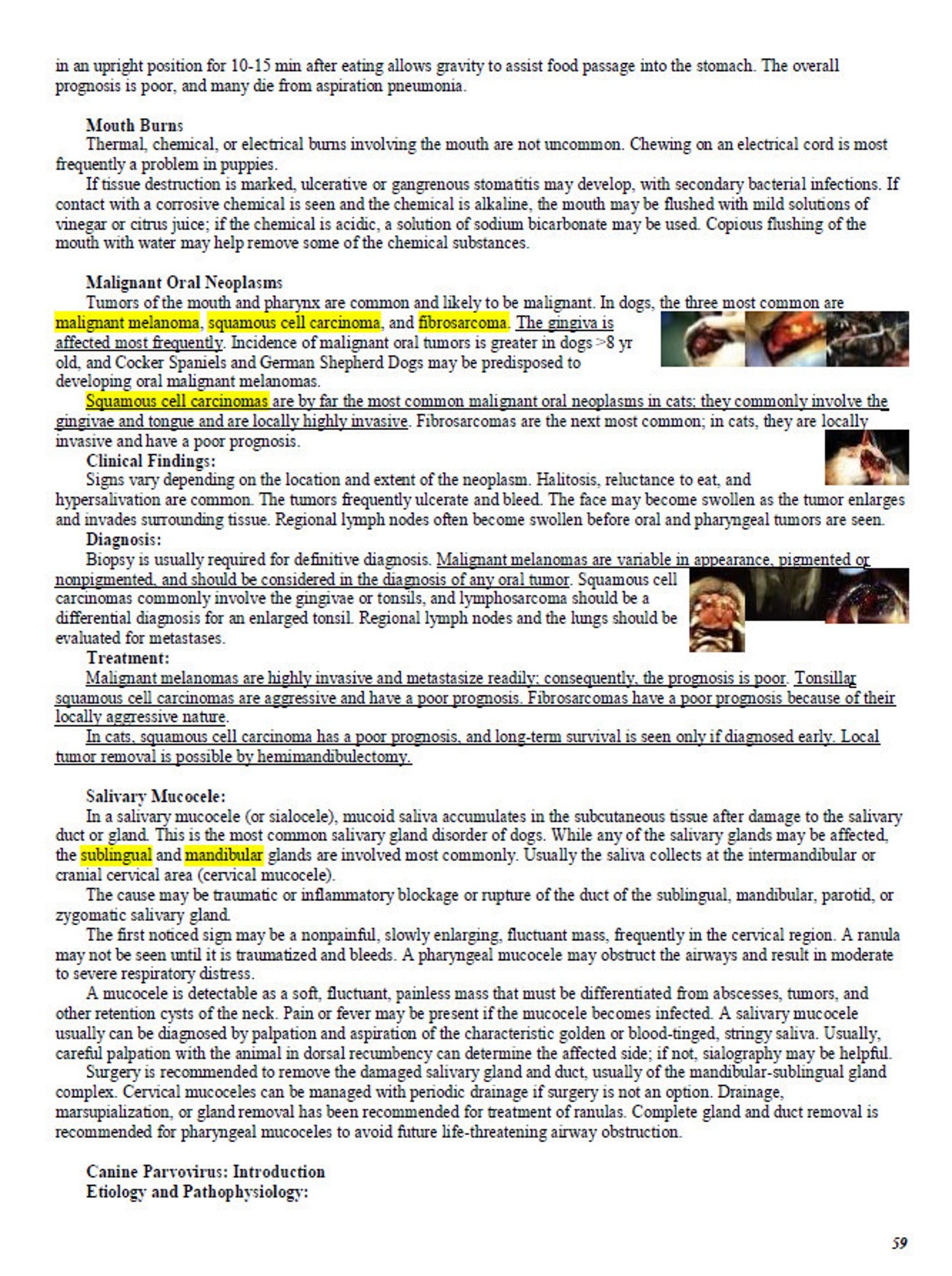 Comprehensive Vet School Notes Bundle Complete Study Companion for Vet ...