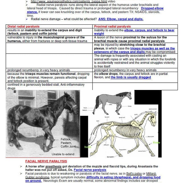 Veterinary Complete Notes - Etsy