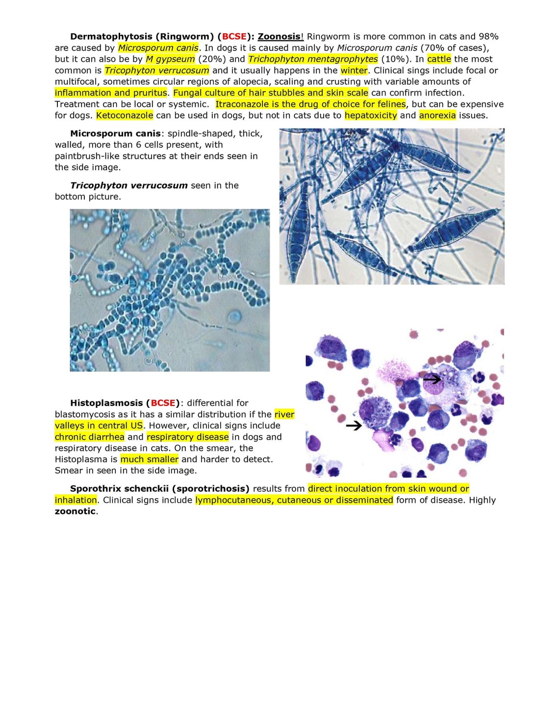 Comprehensive BCSE and NAVLE Study Notes Bundle Complete BCSE Navle ...