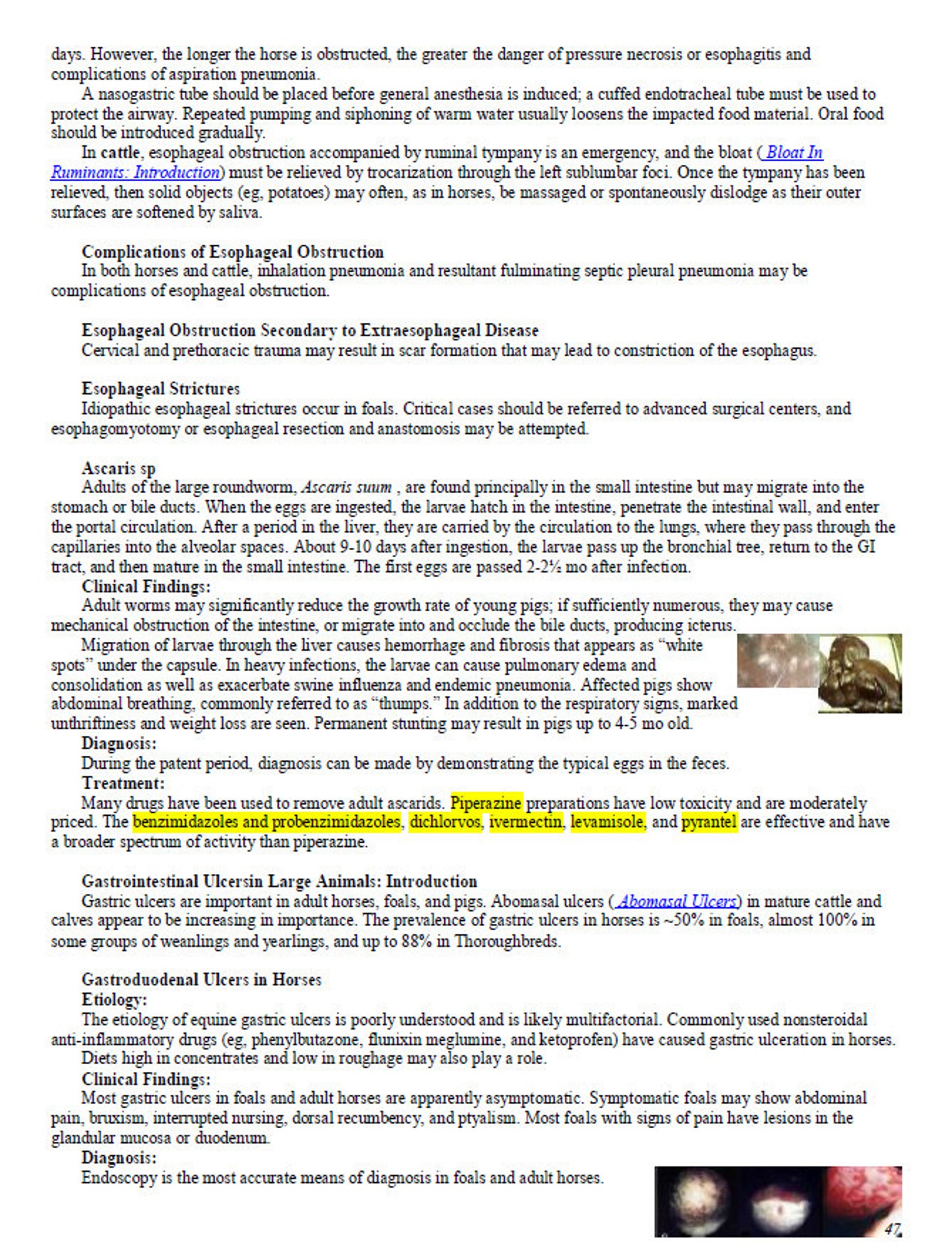 Comprehensive Vet School Notes Bundle for NAVLE Prep Complete Vet Med ...