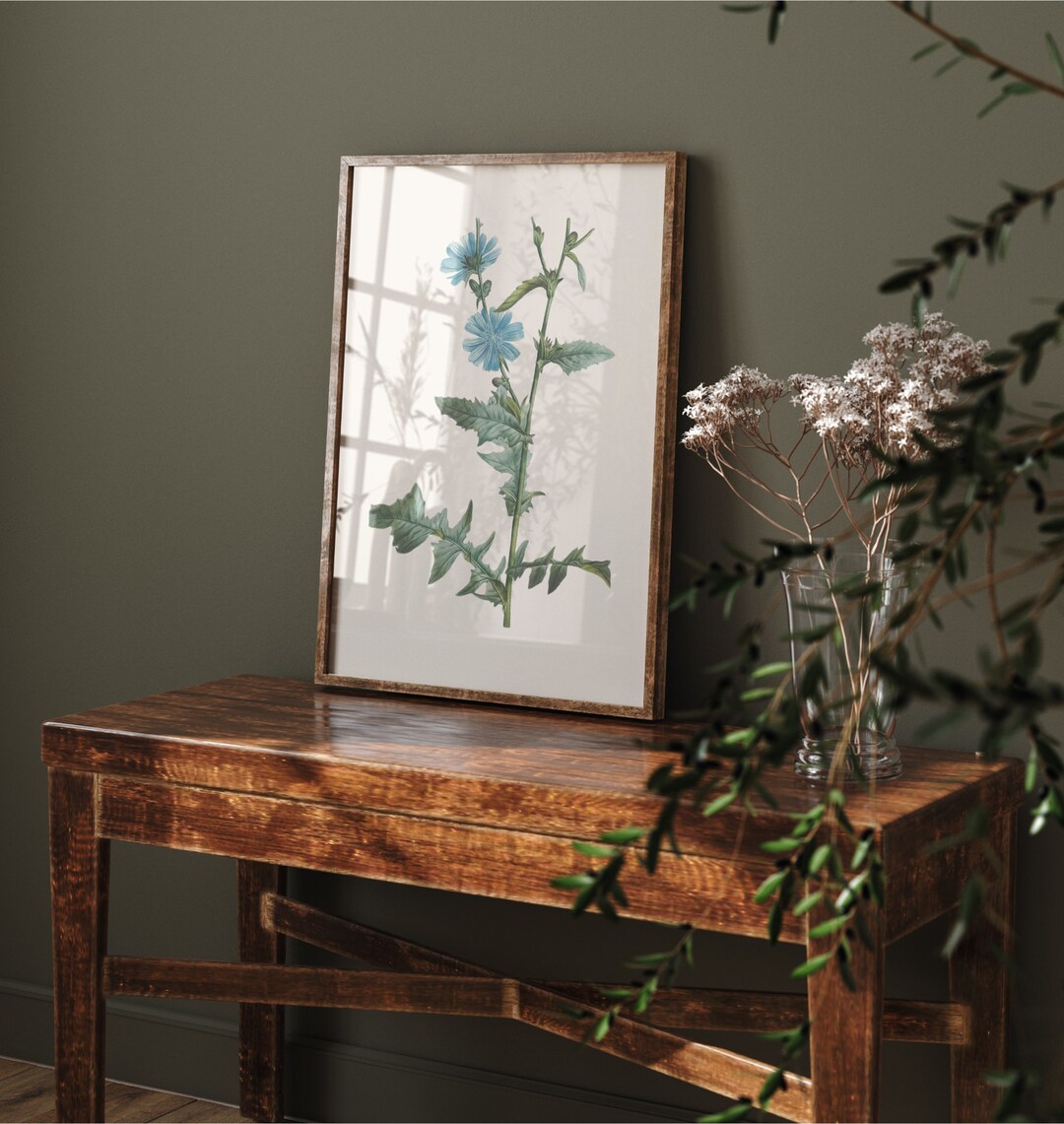 Cornflower Vintage Botanical Print, Vintage Botanical Art, Vintage ...