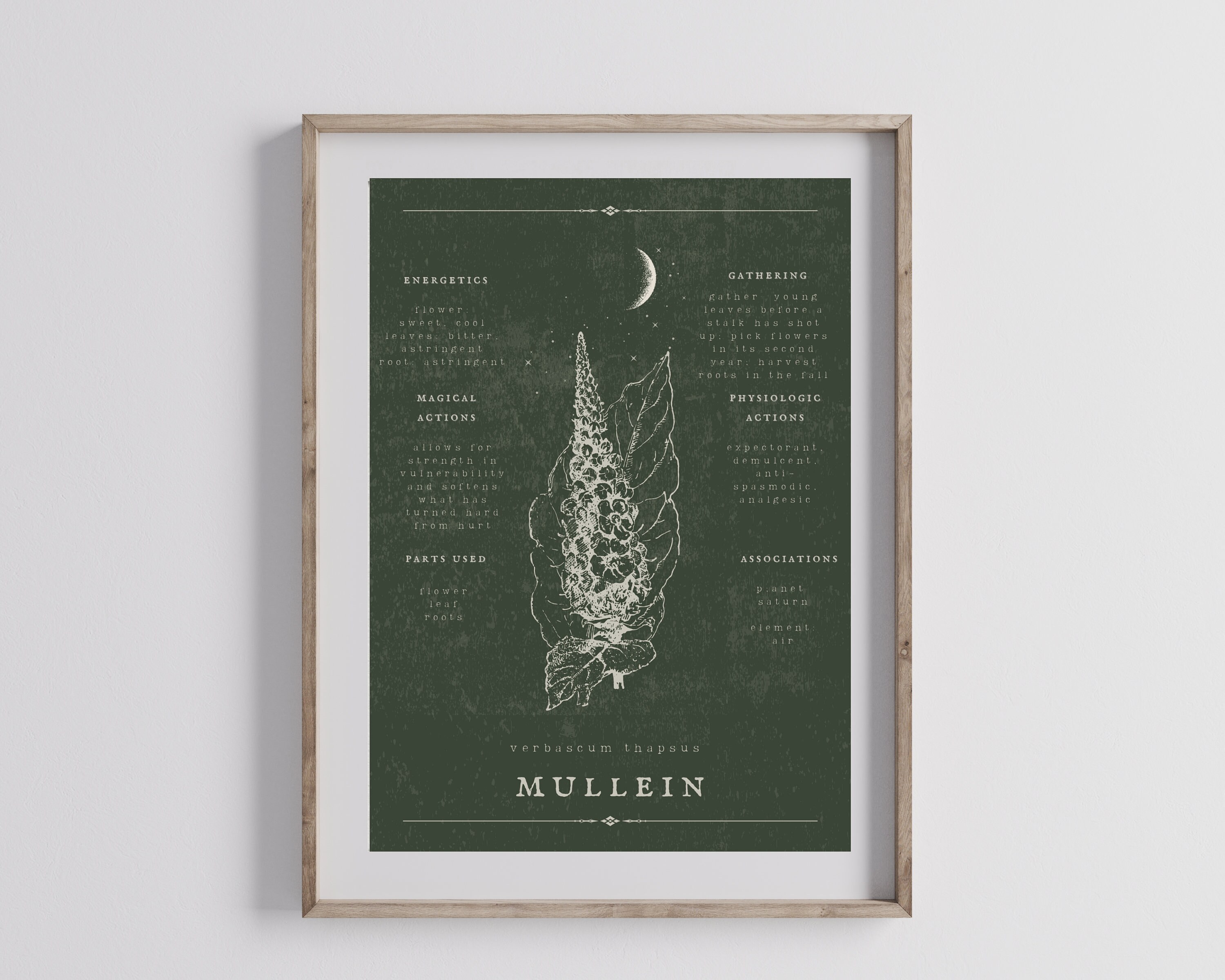 Mullein Print, Mullein Materia Medica, Vintage Mullein Art, Mullein ...