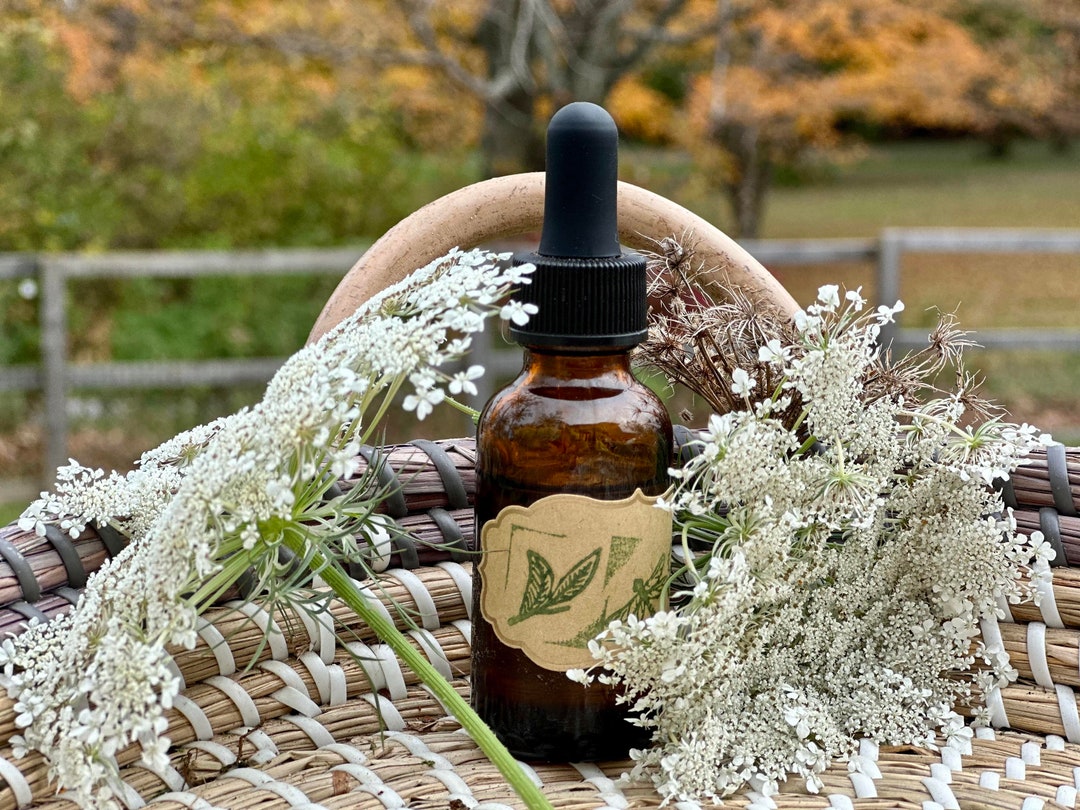 Queen Anne's Lace Tincture, Small-batch Queen Anne's Lace Tincture ...
