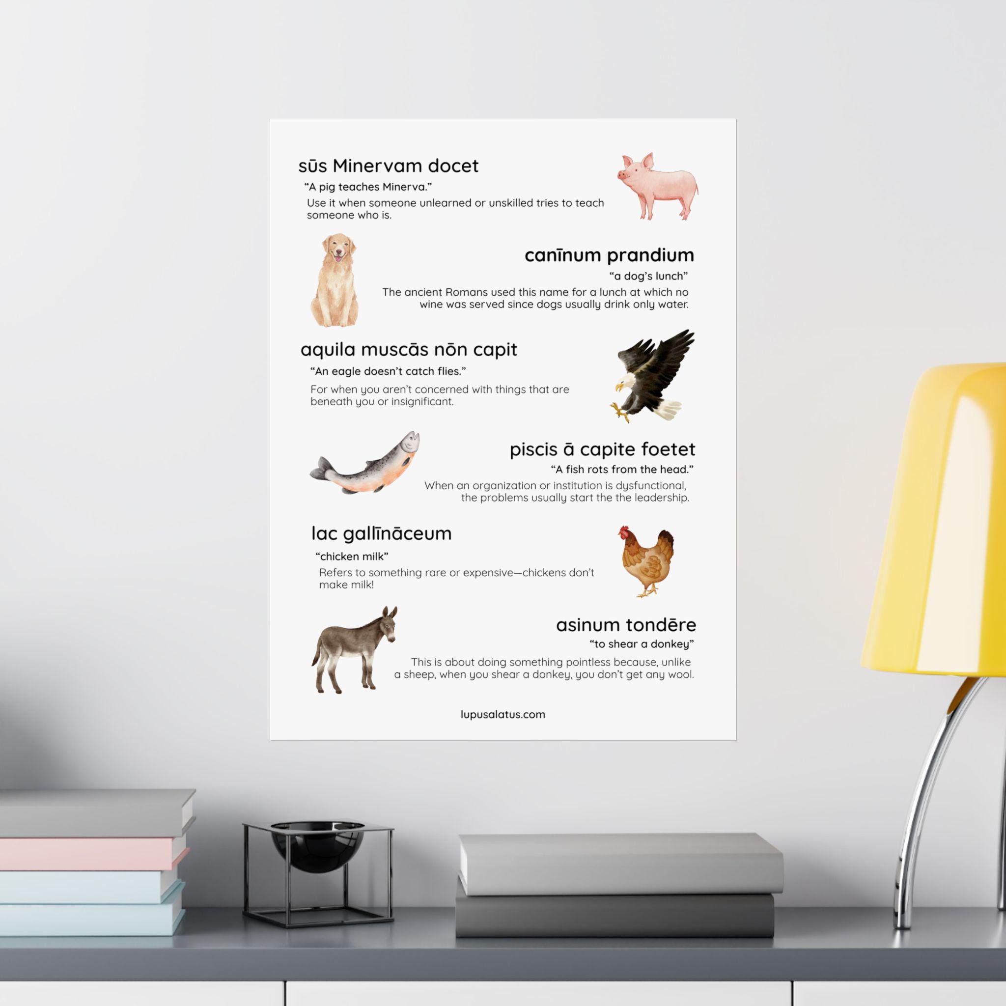 Latin Proverbs Animal Poster: Ancient Rome Classroom Decor - Etsy