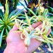 Giant Variegated False Agave (furcraea Gigantea ‘variegata’ - 5 ...