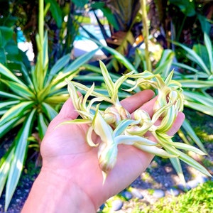 Giant Variegated False Agave (furcraea Gigantea ‘variegata’ - 5 ...