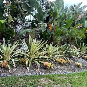 Giant False Agave, Variegated (furcraea Foetida) 4” Pot - Etsy