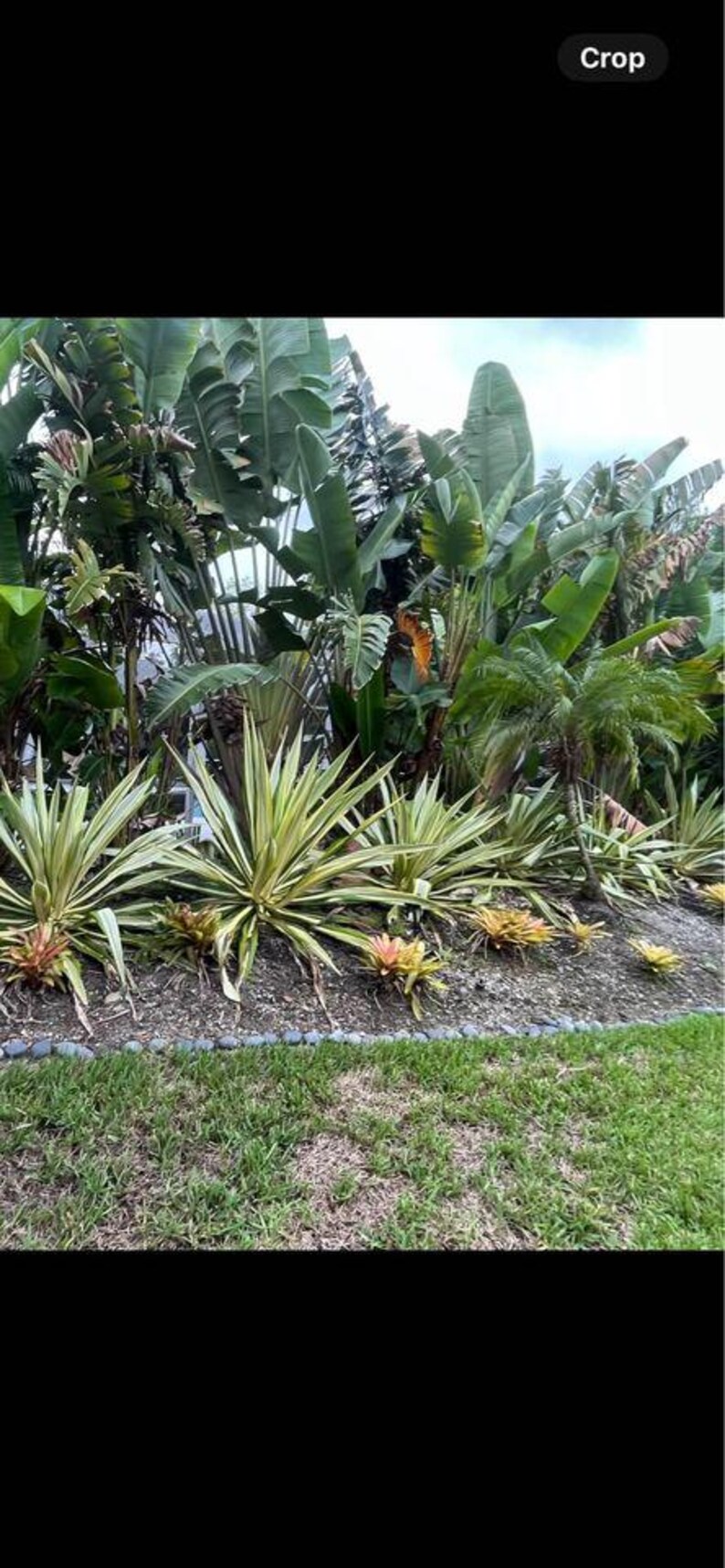 Giant False Agave, Variegated (furcraea Foetida) 4” Pot - Etsy
