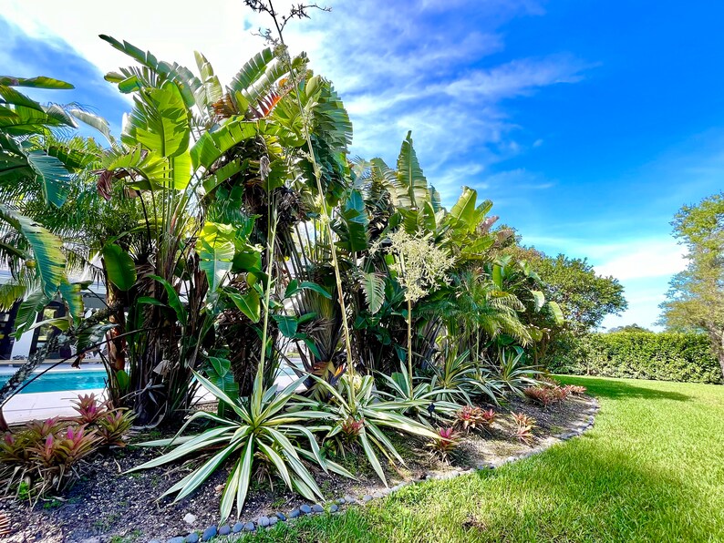 Giant Variegated False Agave (furcraea Gigantea ‘variegata’ - 5 ...