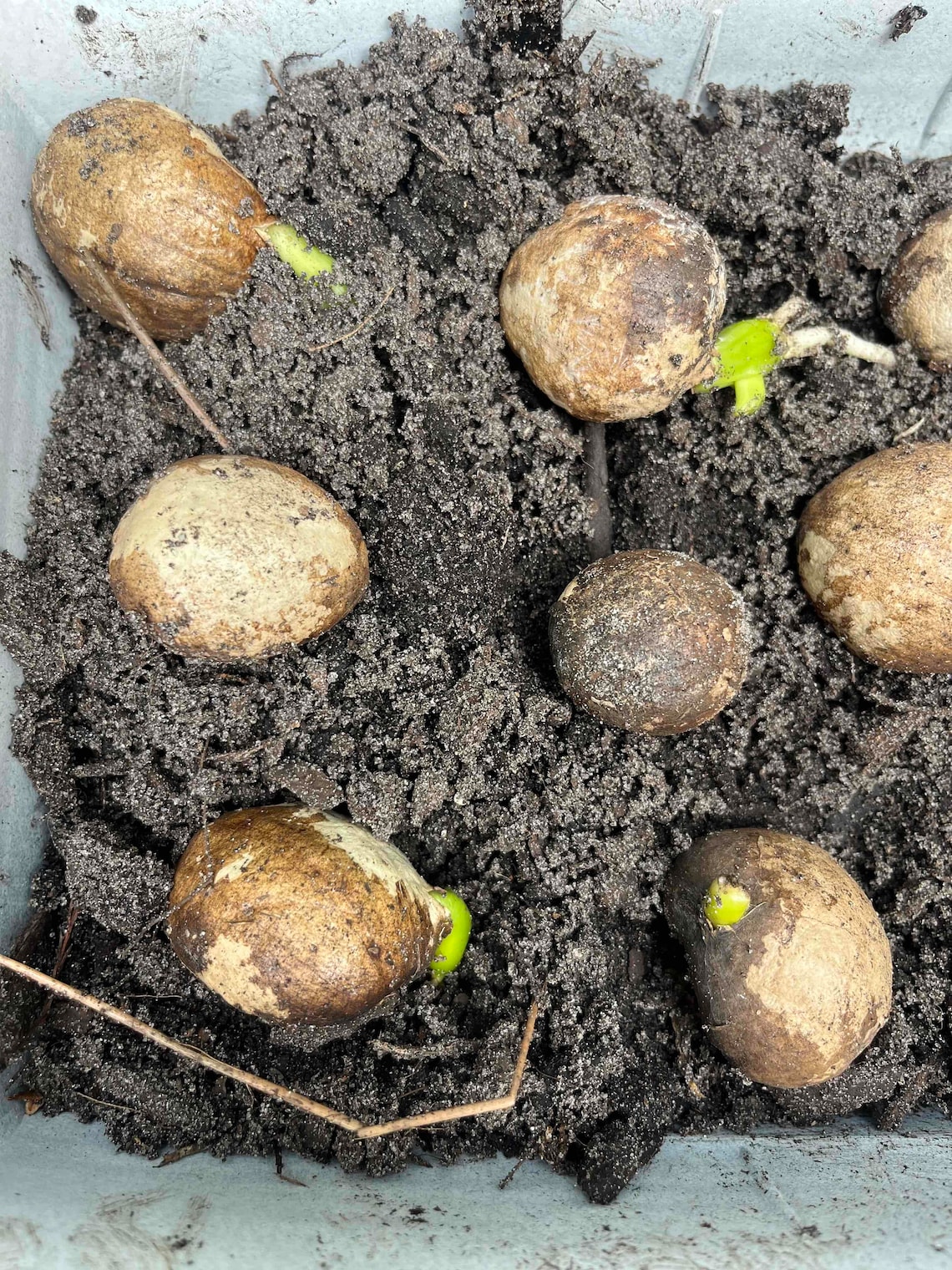 Crinum Lily Poison Bulbs Sprouted - Etsy