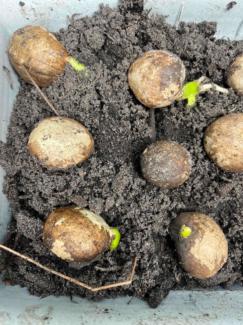 Crinum Lily Poison Bulbs Sprouted - Etsy