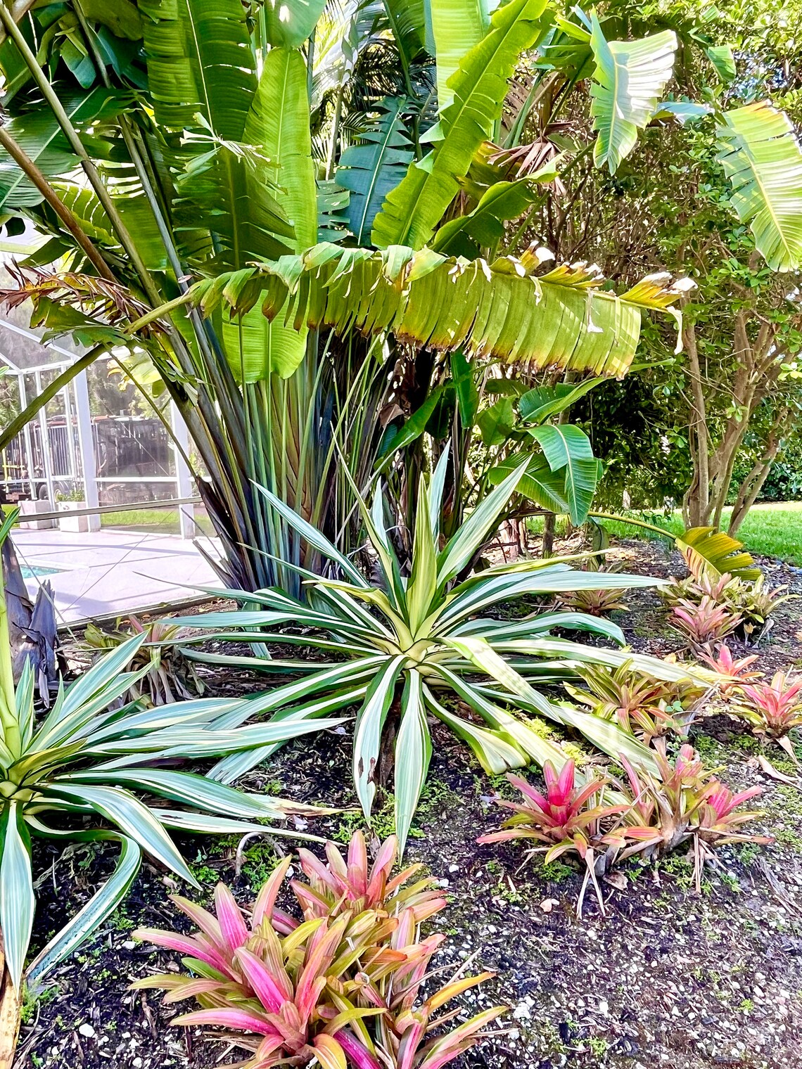 Giant Variegated False Agave (furcraea Gigantea ‘variegata’ - 5 ...