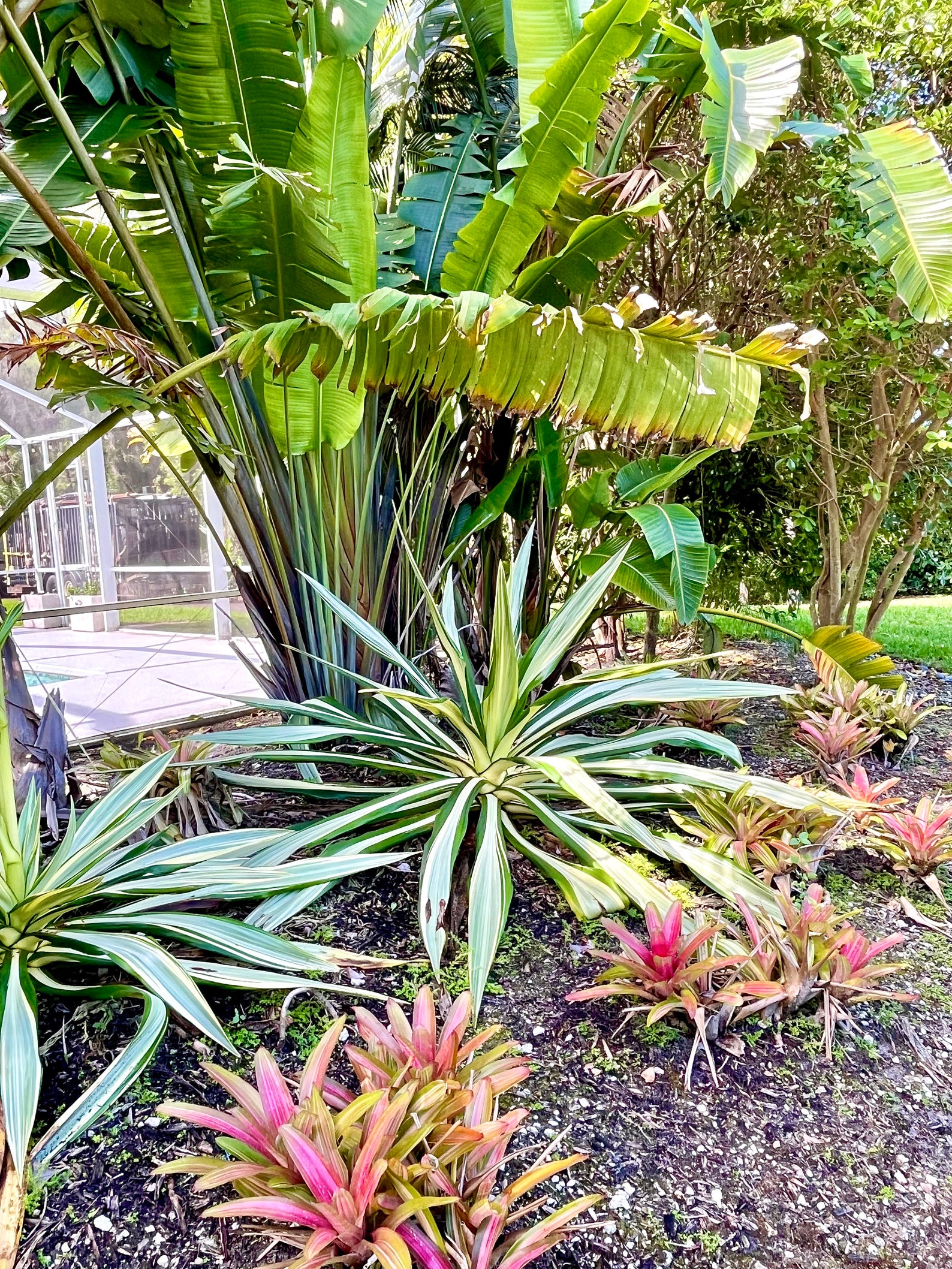 Giant Variegated False Agave (furcraea Gigantea ‘variegata’ - 5 ...