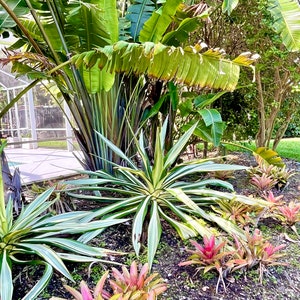 Giant Variegated False Agave (furcraea Gigantea ‘variegata’ - 5 ...
