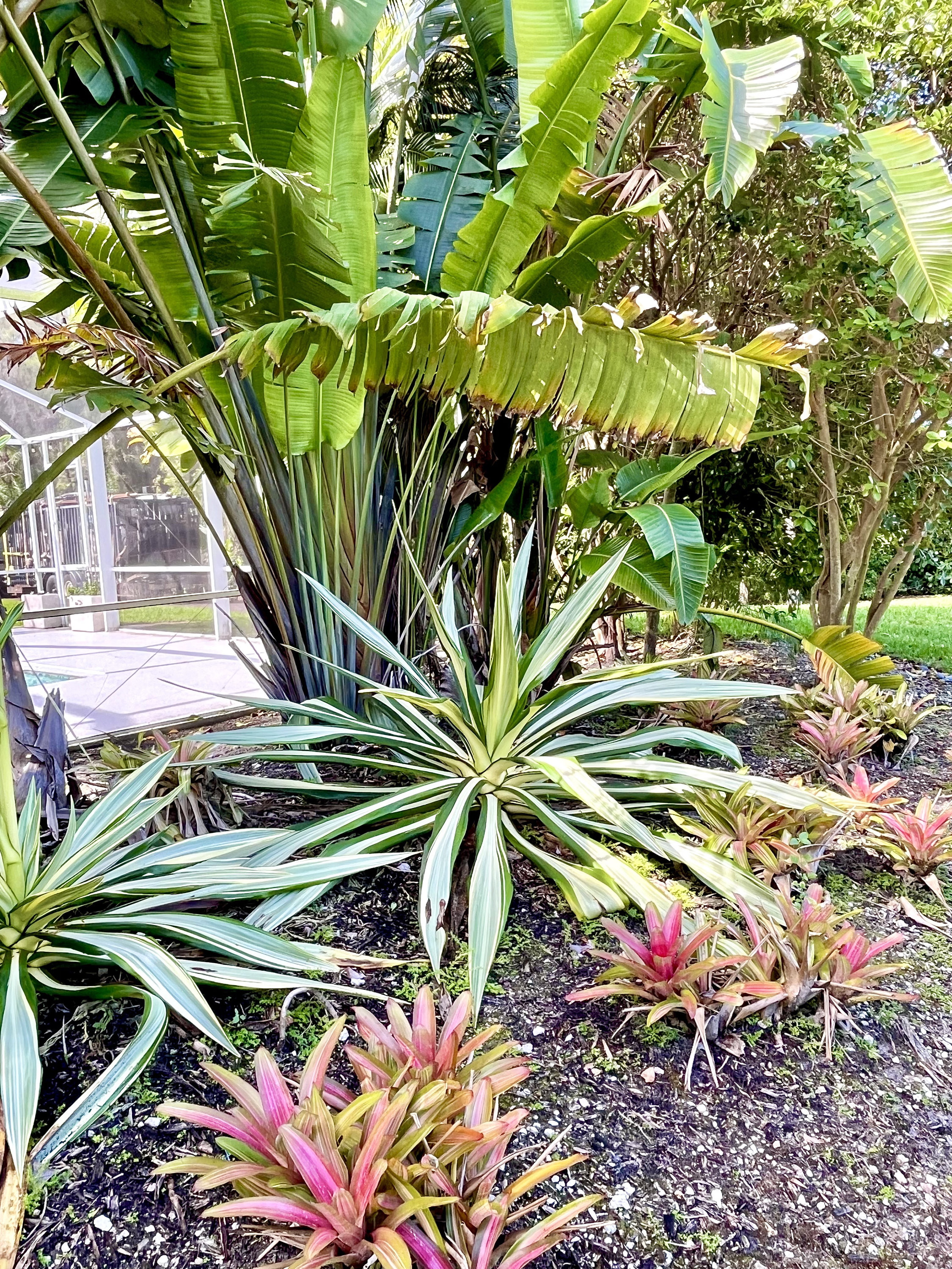Giant Variegated False Agave (furcraea Gigantea ‘variegata’ - 5 ...
