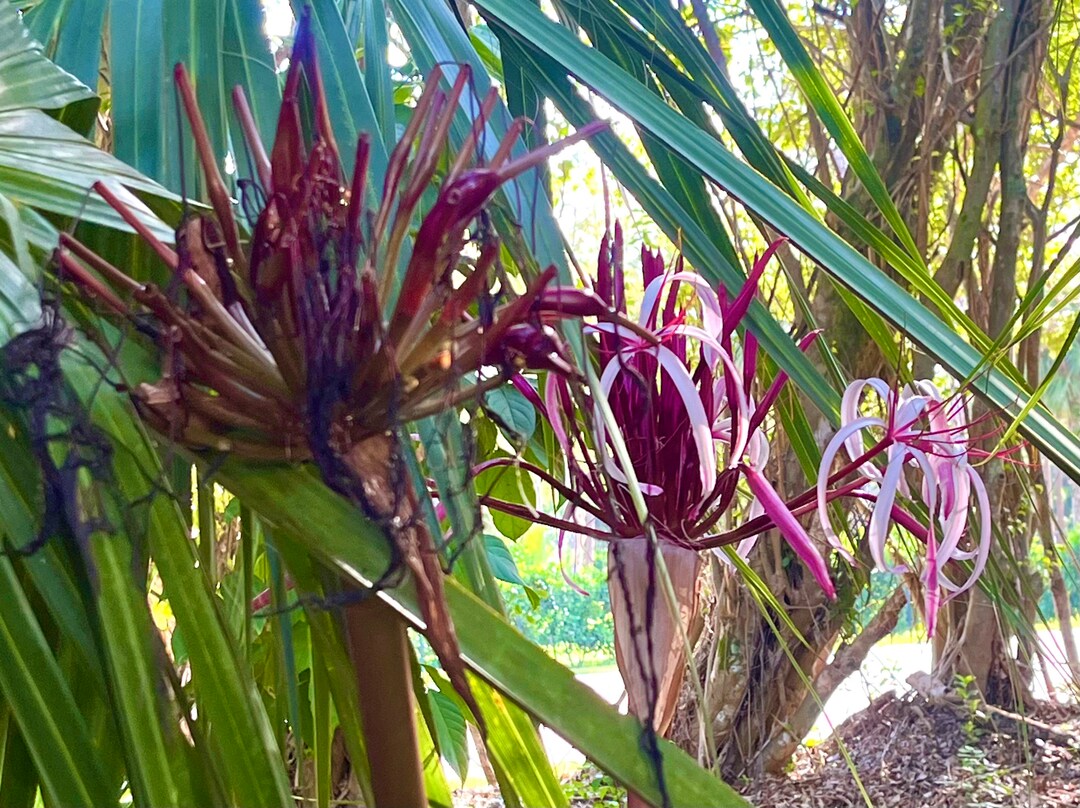 Asiatic Purple Poison Bulb Crinum Lily - Etsy