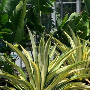 Giant False Agave, Variegated (furcraea Foetida) 1gal - Etsy