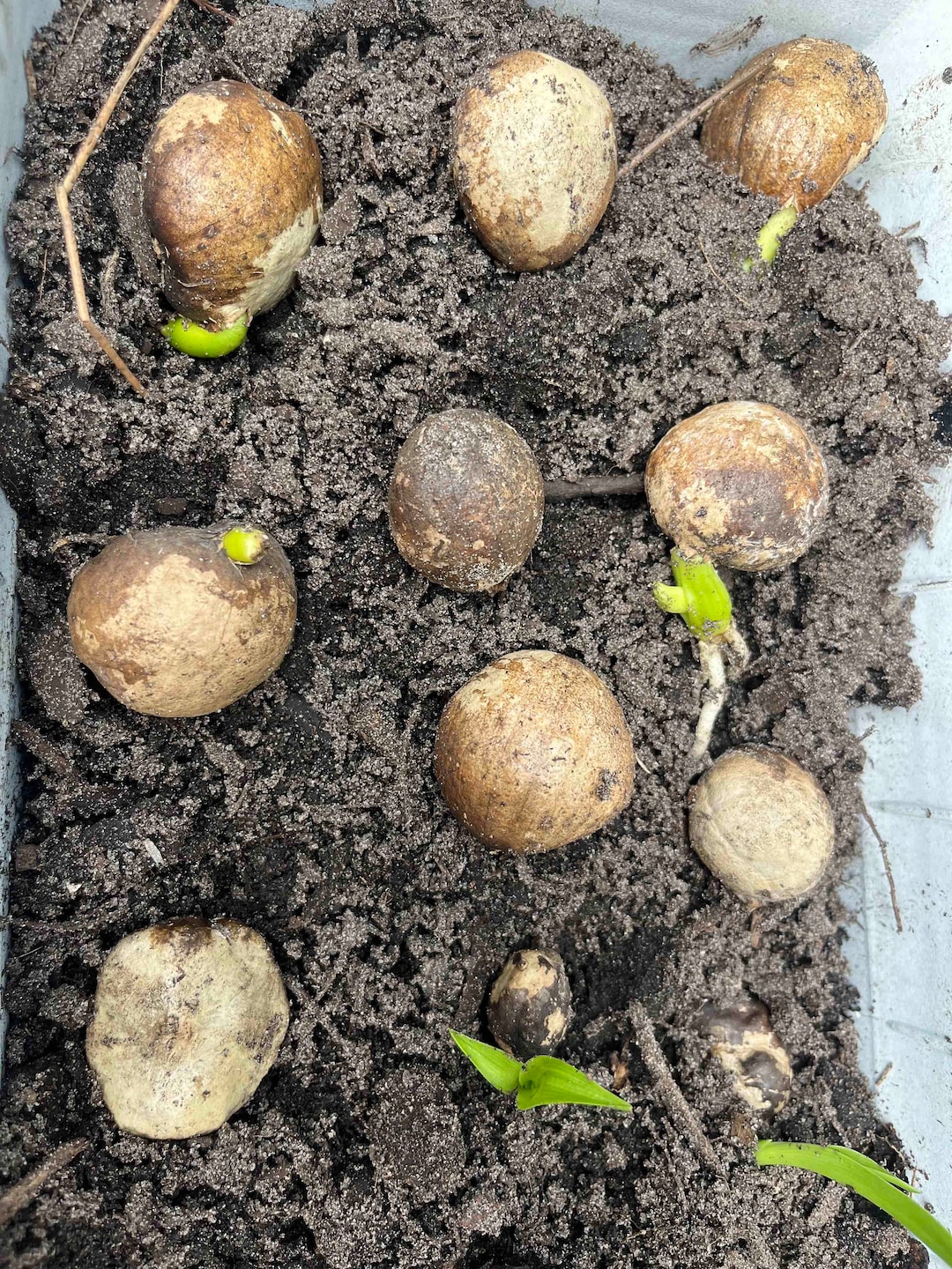 Crinum Lily Poison Bulbs Sprouted - Etsy