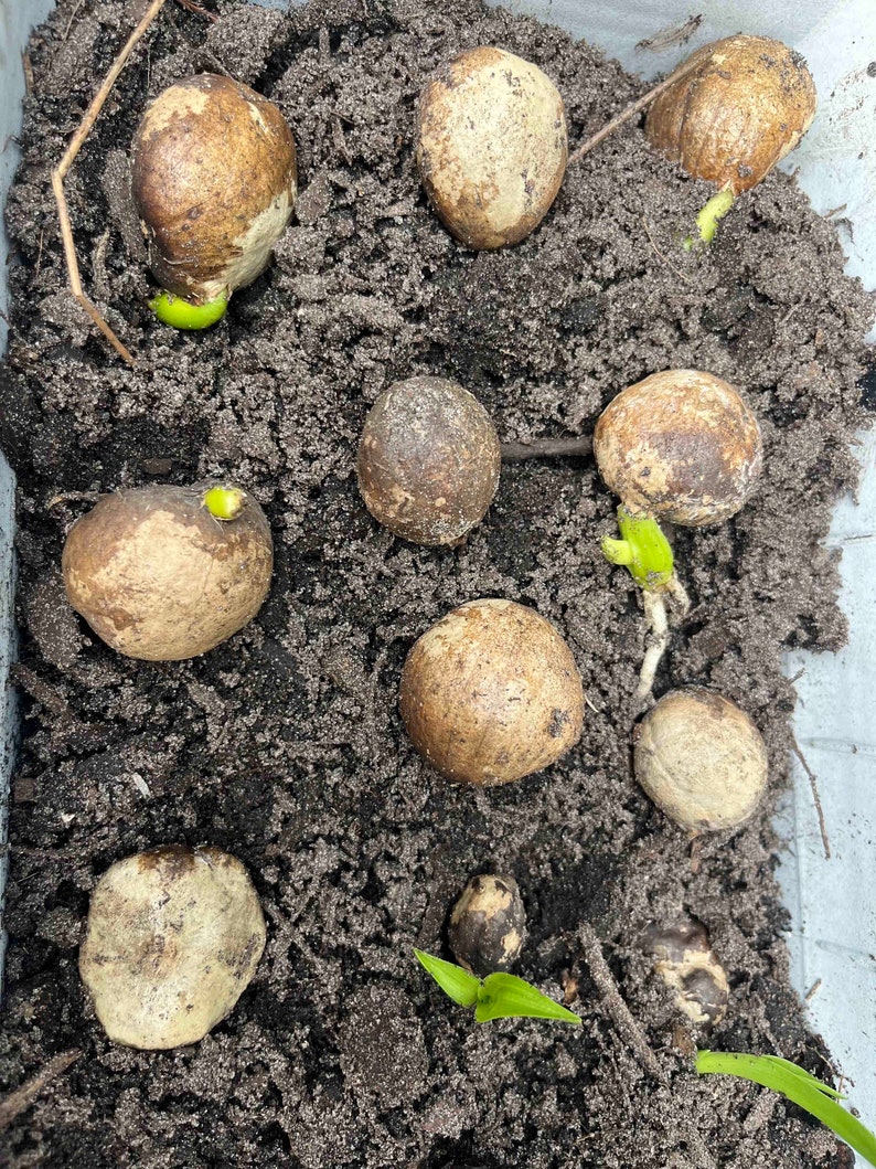 Crinum Lily Poison Bulbs Sprouted - Etsy