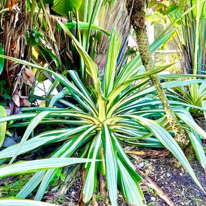 Giant Variegated False Agave (furcraea Gigantea ‘variegata’ - 5 ...