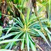 Giant Variegated False Agave (furcraea Gigantea ‘variegata’ - 5 ...